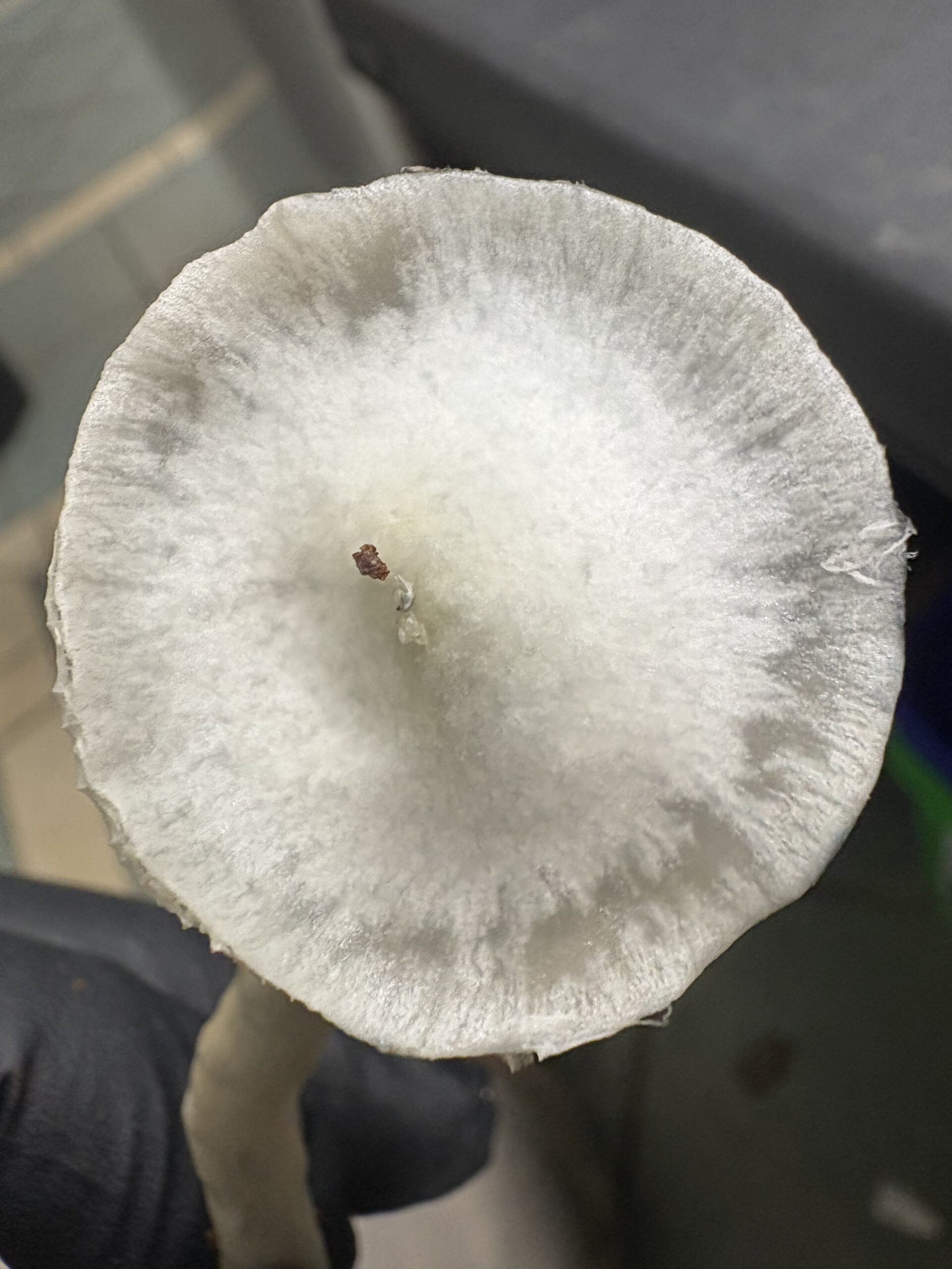 White Rabbit Myco - Dark Star spore swab
