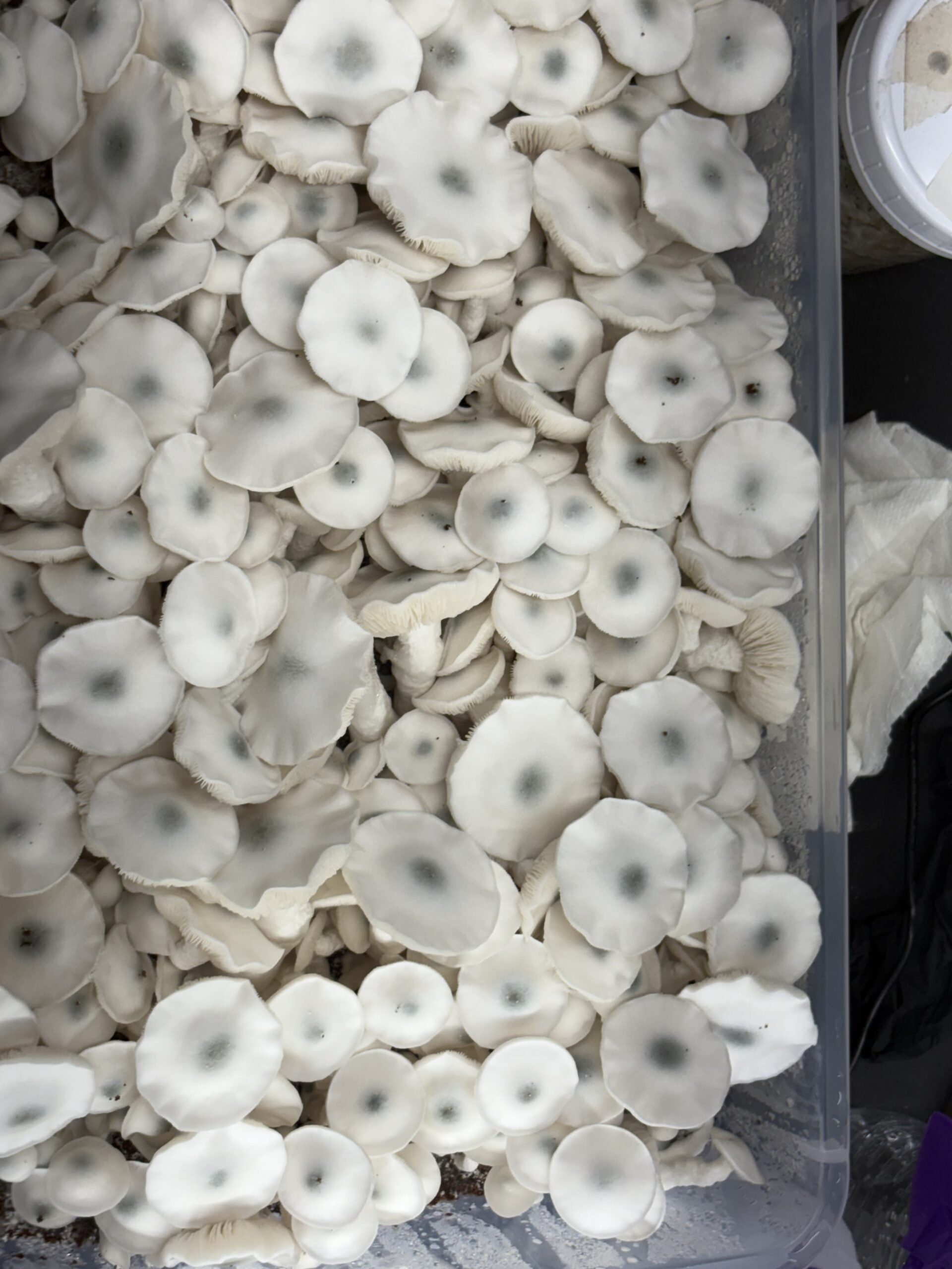 White Rabbit Myco - White Rabbit spore print