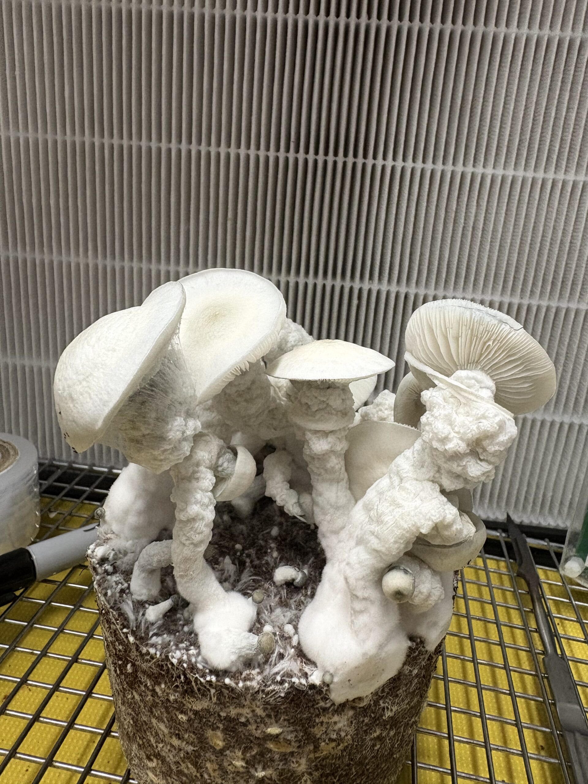 White Rabbit Myco - T.A.T. spore swab