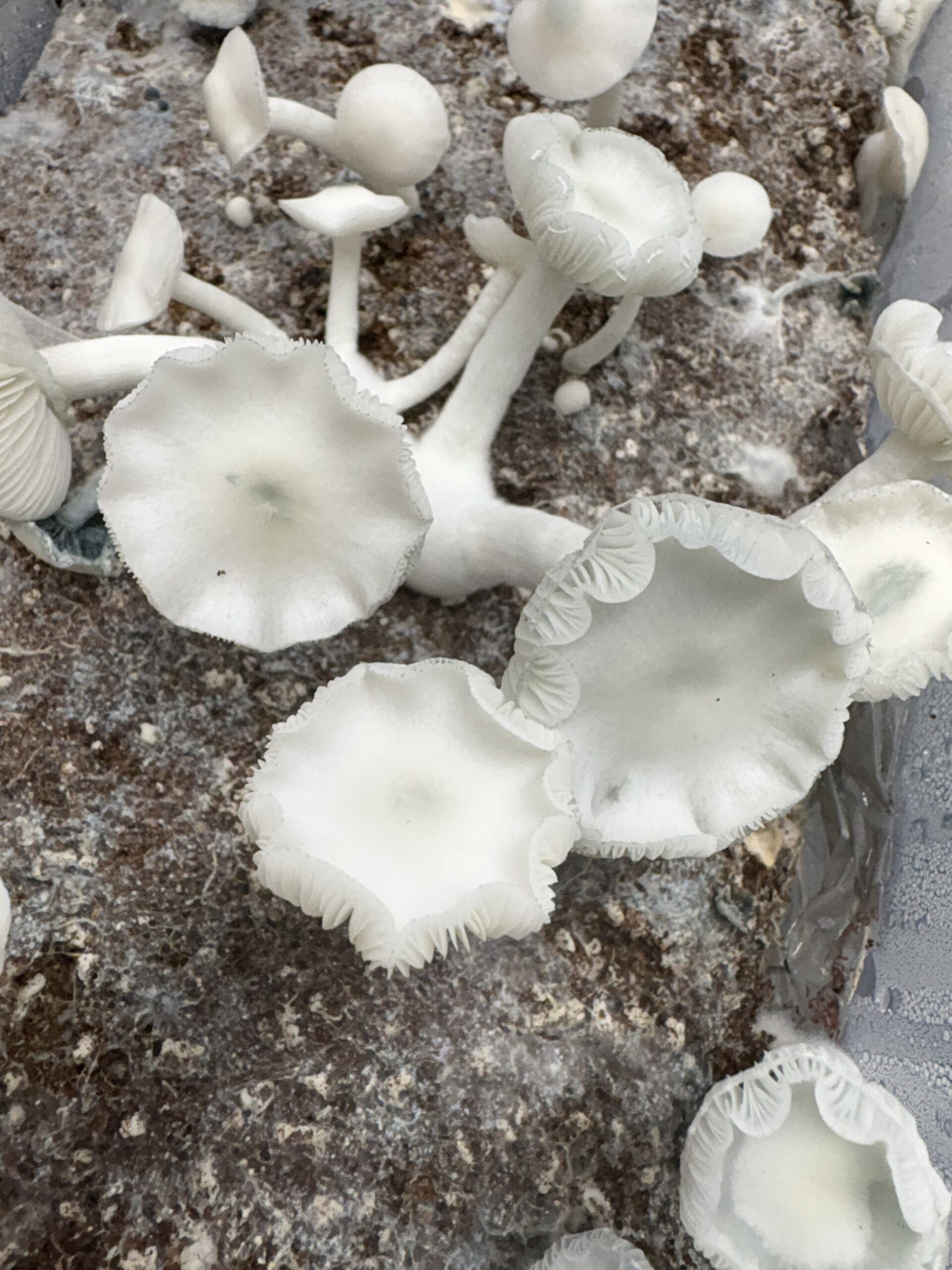 Leucistic Golden Teacher x Roger Rabbit Swab Set - White Rabbit Mycology