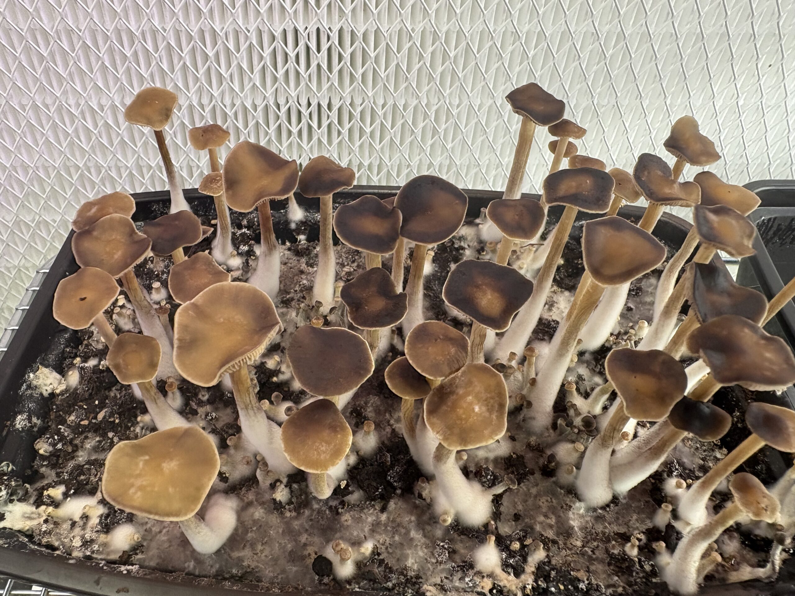 Psilocybe Ingeli Spore Print - White Rabbit Mycology