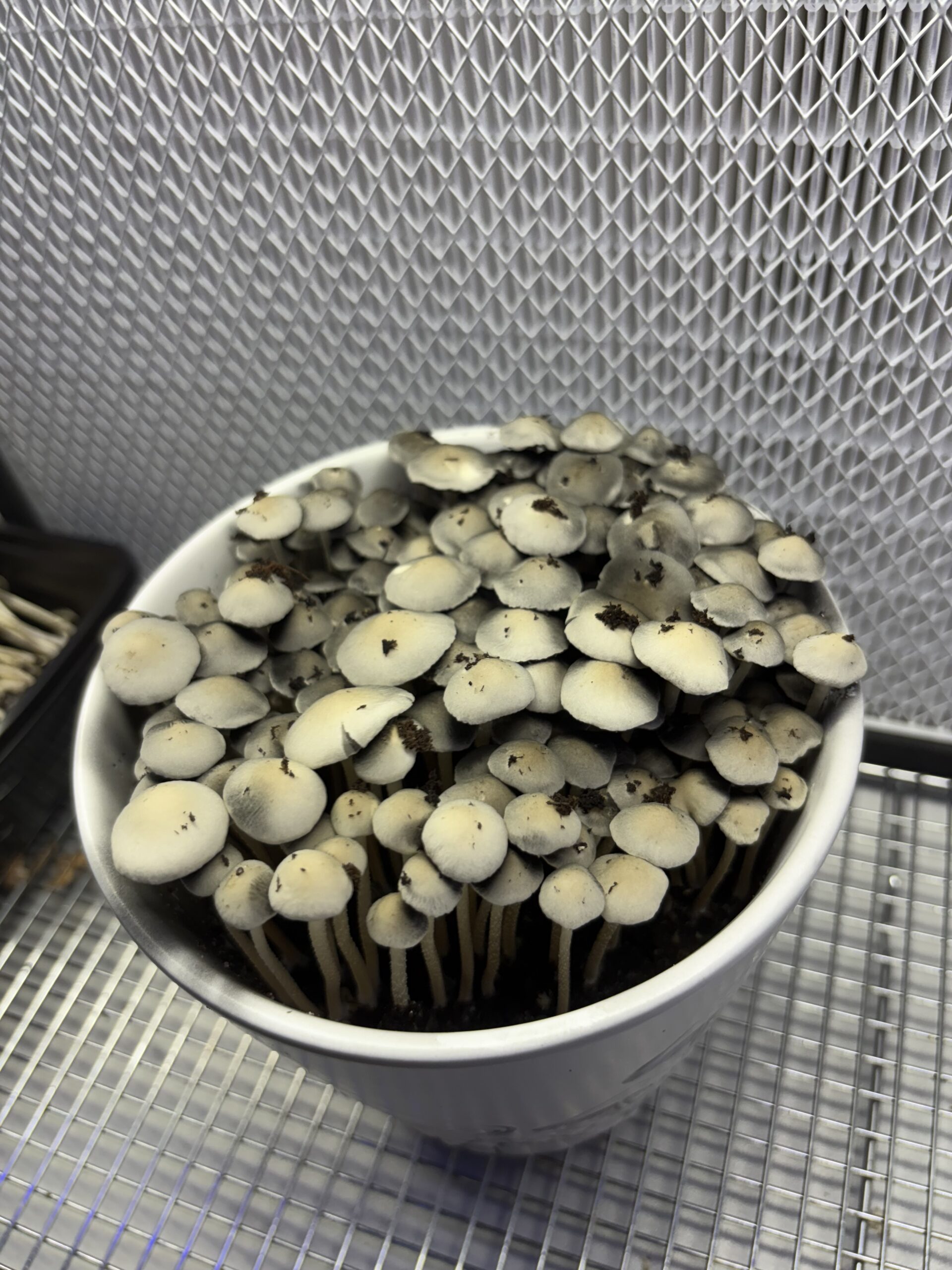 Coatepec Pan Cyan Spore Print - White Rabbit Mycology