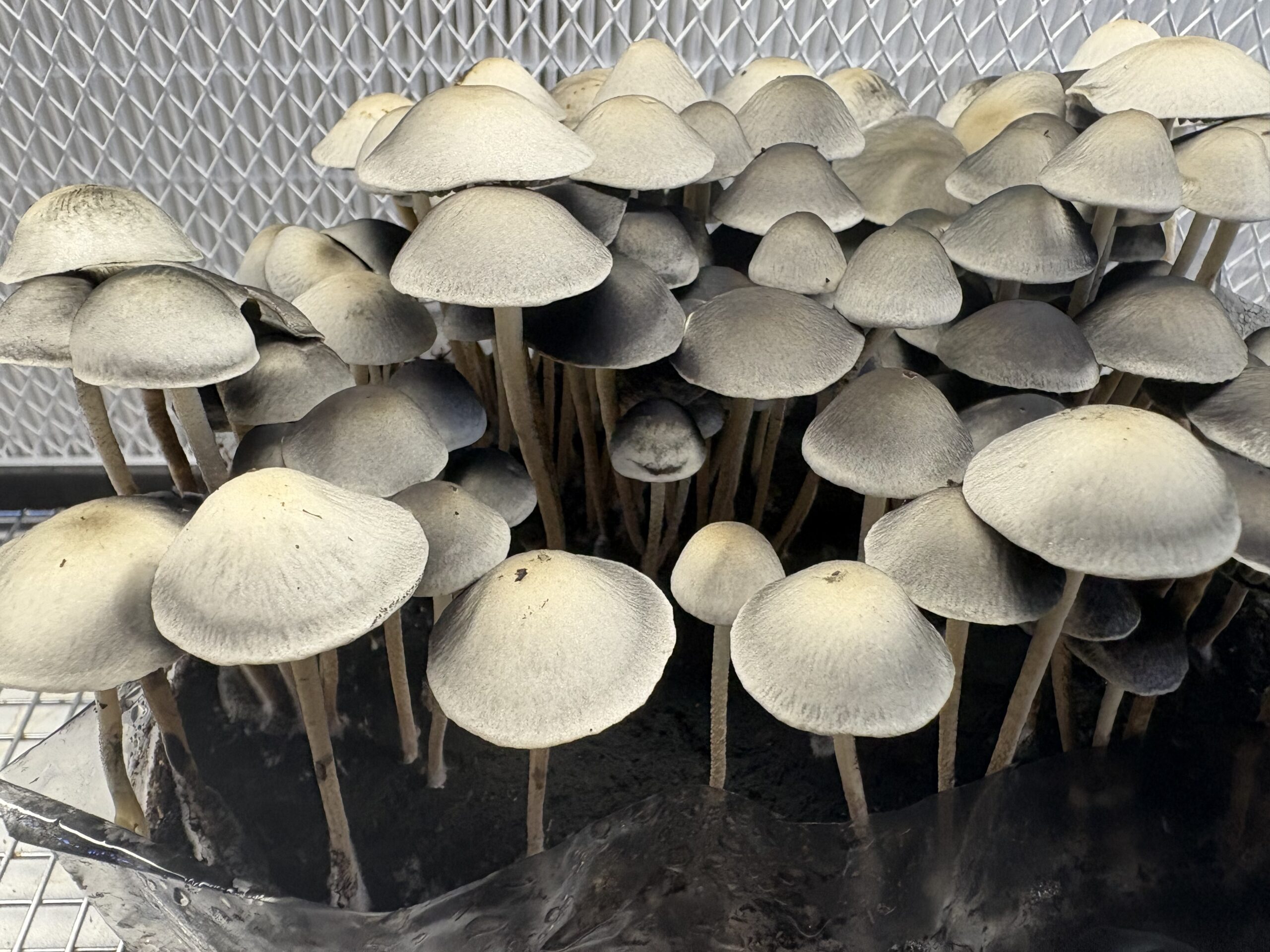 Byron Bay Spore Print - White Rabbit Mycology