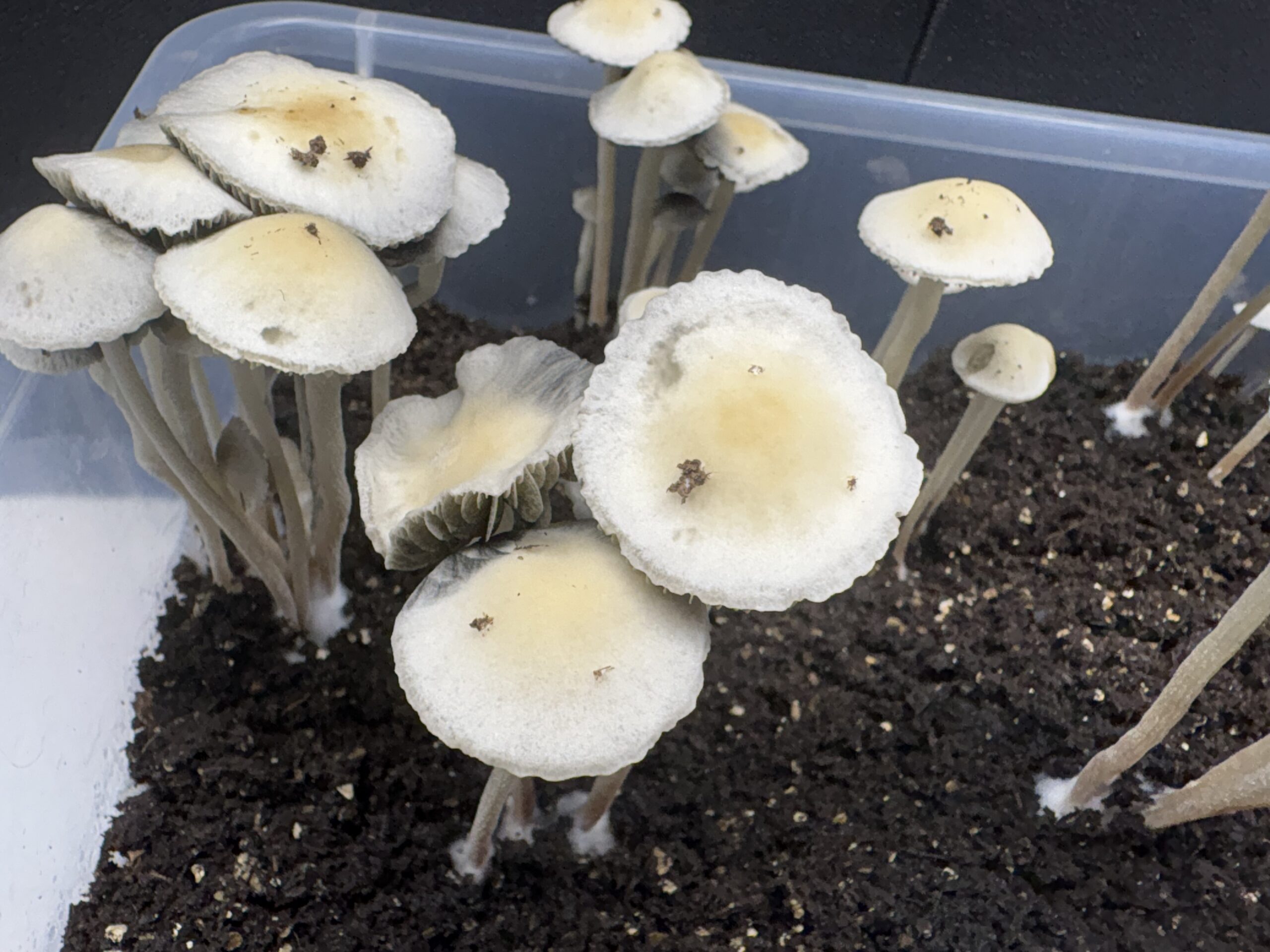 Keystone x Maui Spore Print - White Rabbit Mycology