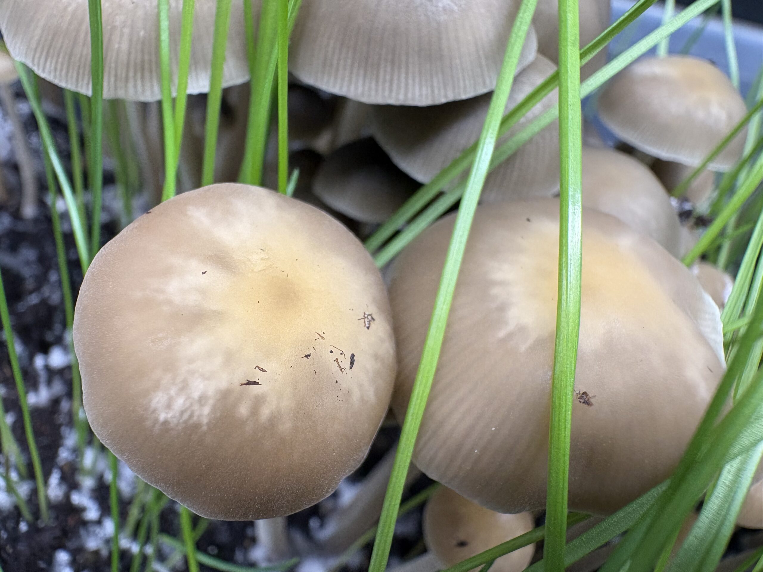 SA Mystery Spore Print - White Rabbit Mycology