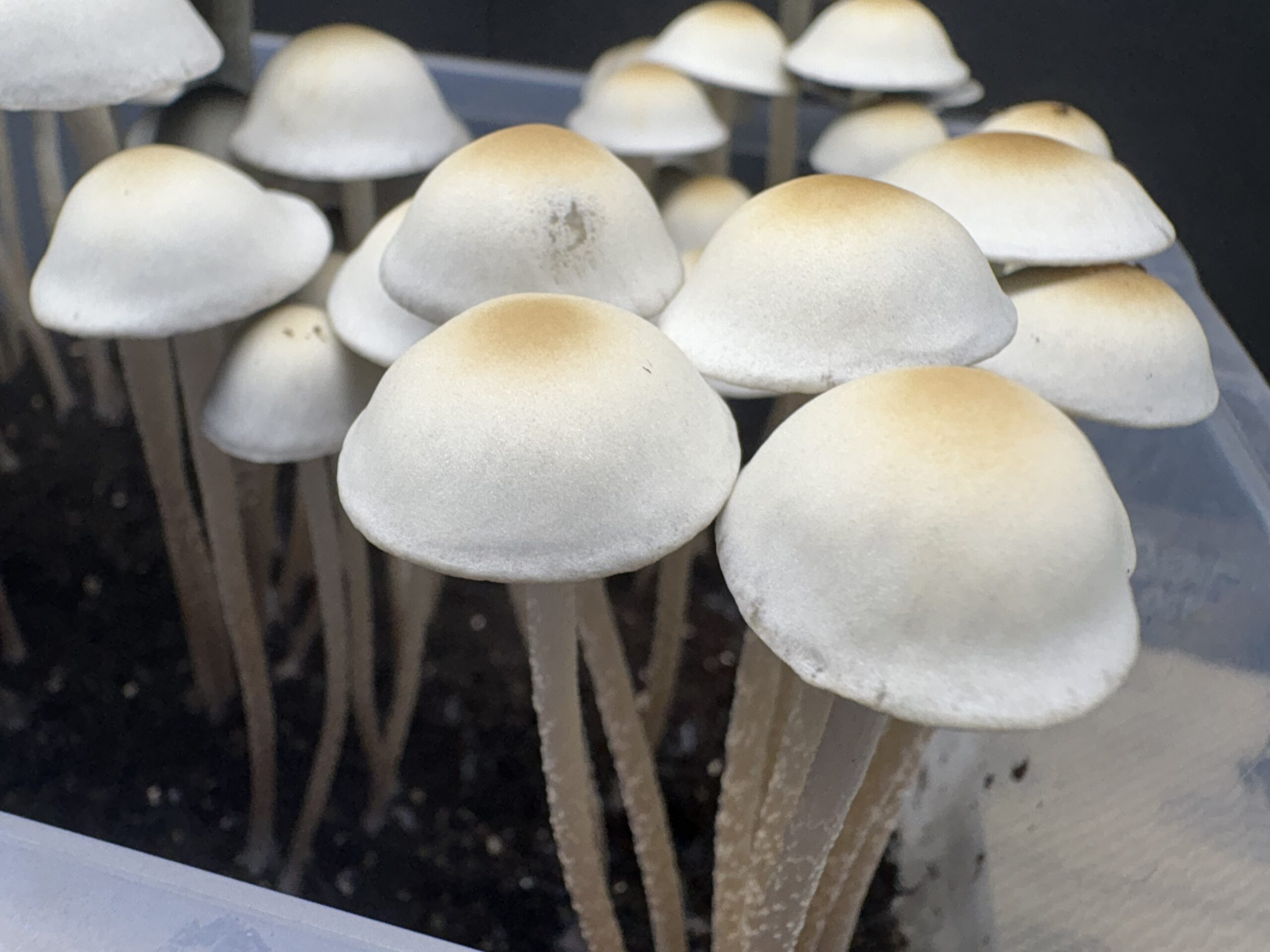 Night Cap Spore Print - White Rabbit Mycology