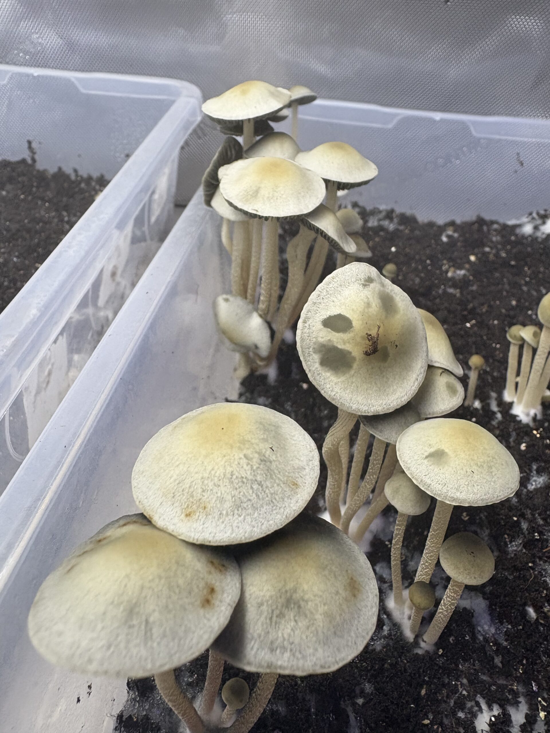 Naolinco Pan Cyan Spore Print - White Rabbit Mycology