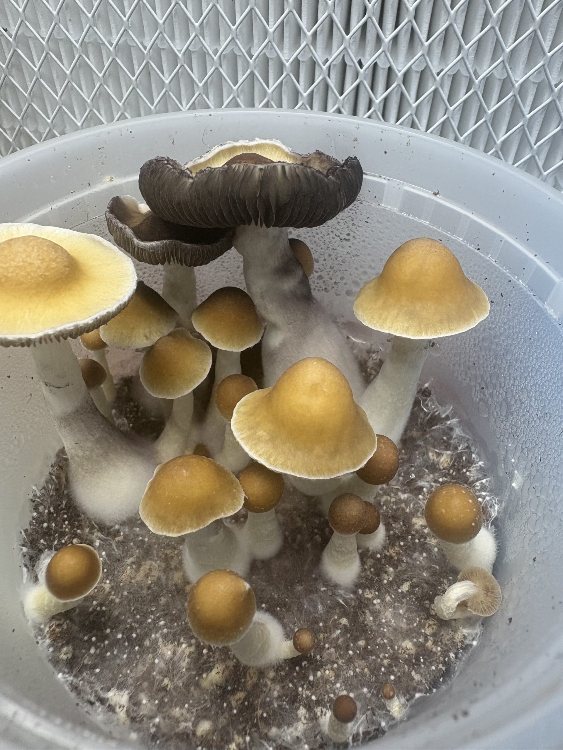 Kualoa Wild Cubensis Spore Print - White Rabbit Mycology