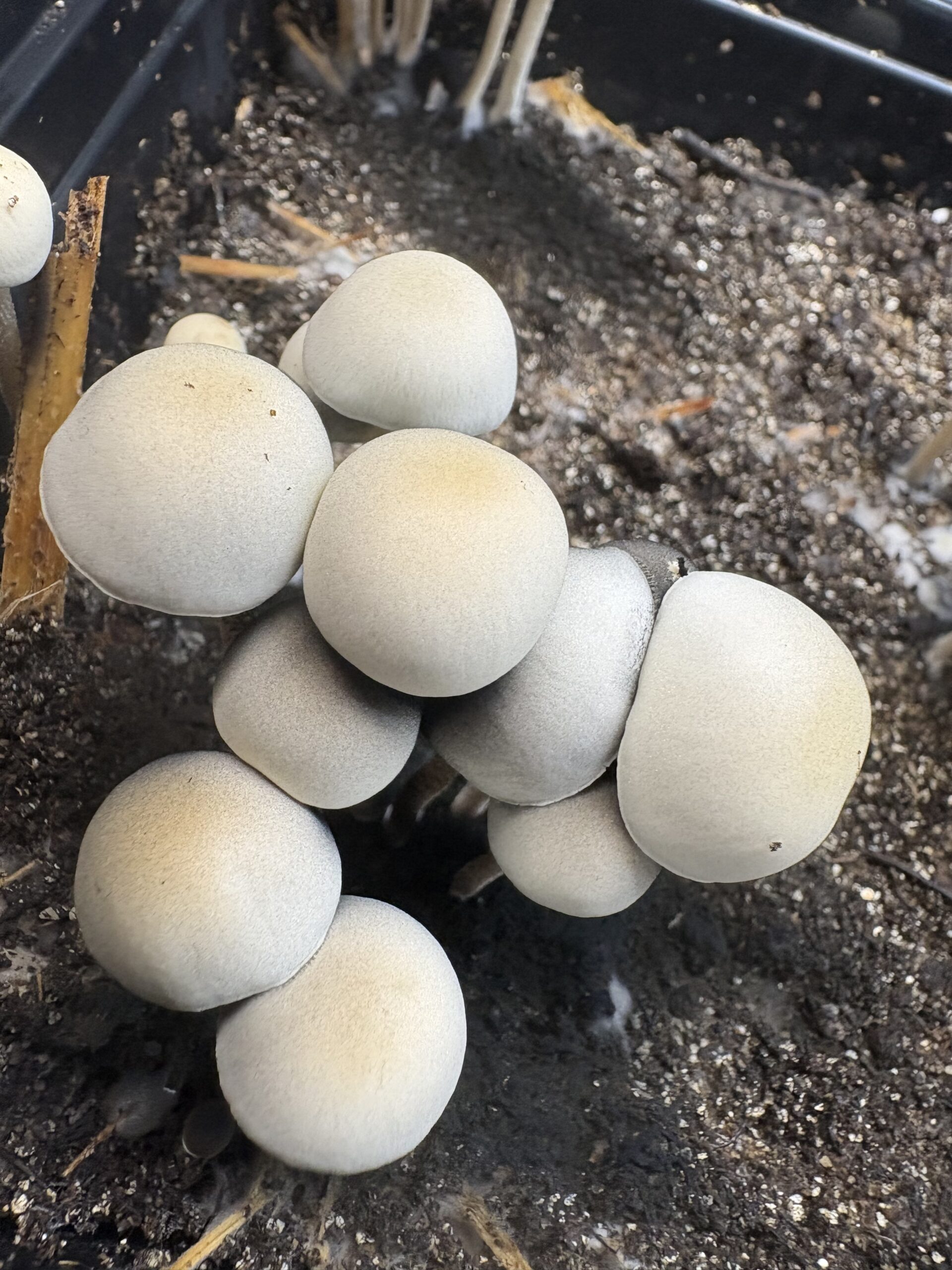 Mississippi Pan Cyan Spore Print - White Rabbit Mycology